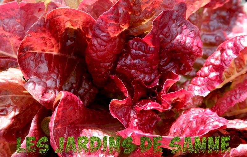 Cos'è la lattuga rossa jugoslava? - Cura delle piante di lattuga rossa ...