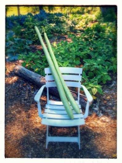 Cucuzza Squash Plants: consigli per la coltivazione della zucca Cucuzza ...