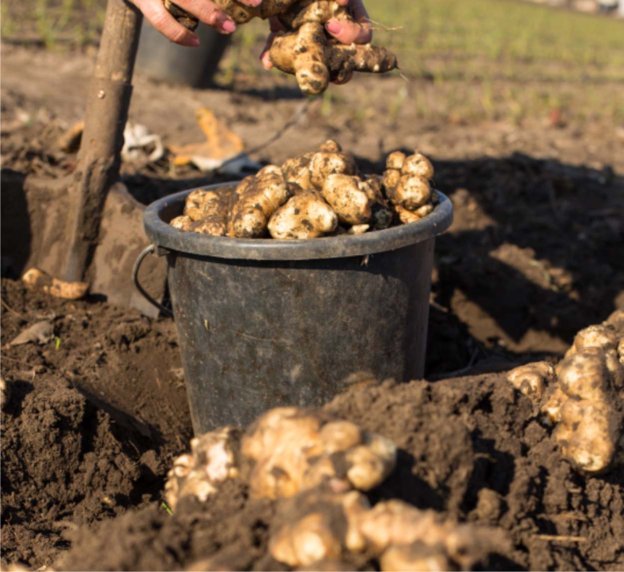 Cura del topinambur: imparare a coltivare un topinambur - Il Giardino ...