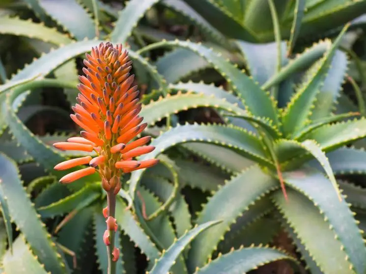 La pianta dell'Aloe Vera fiorisce - Per saperne di più sulle piante da fiore di Aloe Vera - Il ...