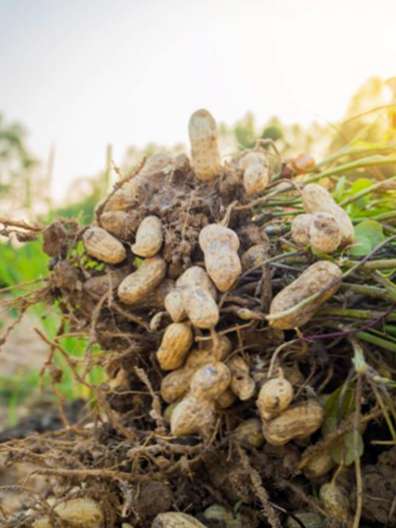 Peanut Runner - Informazioni sull'impianto di produzione di arachidi ...