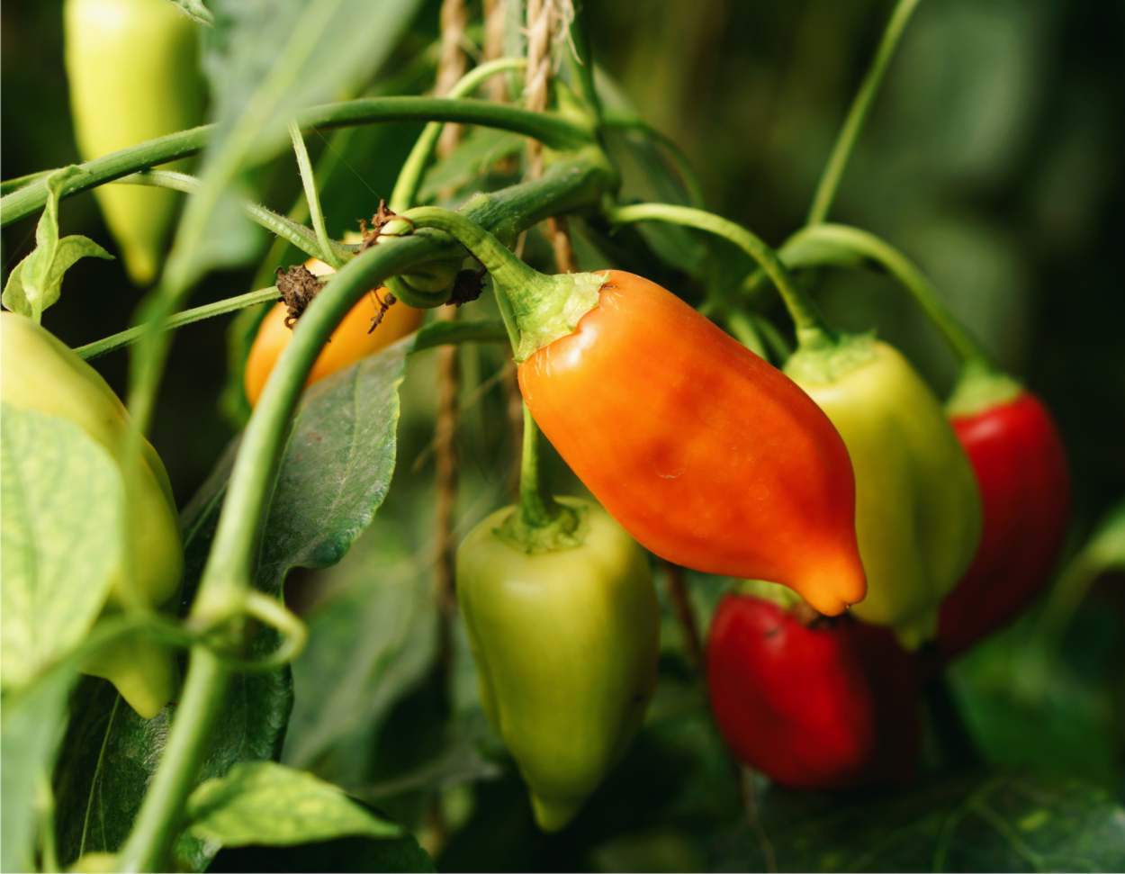 Peperoncini che non sono piccanti: Coltivazione di diversi tipi di ...