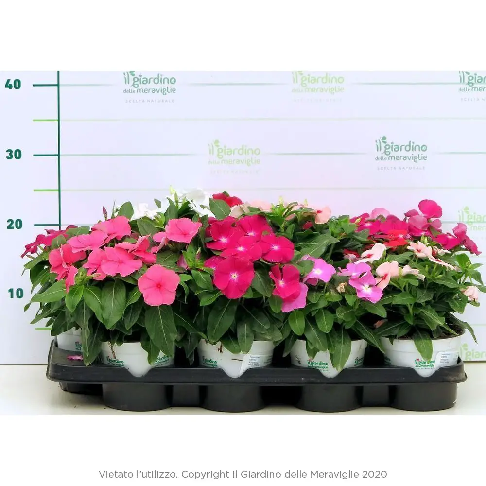 Pianta di ravanello in fiore - Come gestire i corridori di ravanello ...