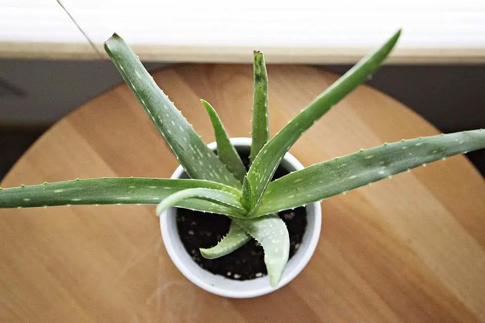 Requisiti idrici dell'Aloe Vera - Innaffiare una pianta di Aloe Vera nel modo giusto - Il ...