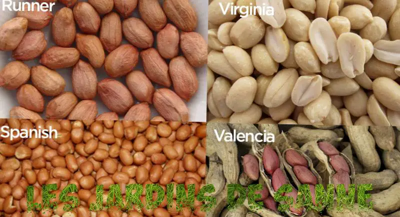 Tipi di piante di arachidi: Scopri le diverse varietà di arachidi - Il ...