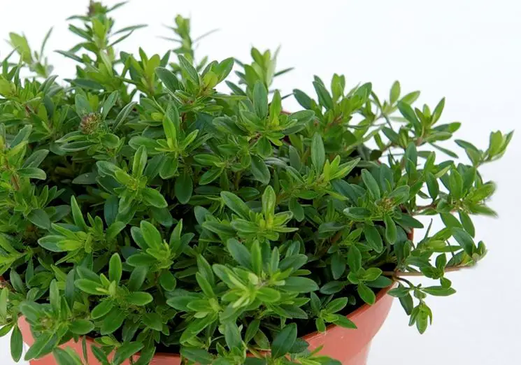 Tipi di piante di timo: varietà di timo per il giardino - Il Giardino ...