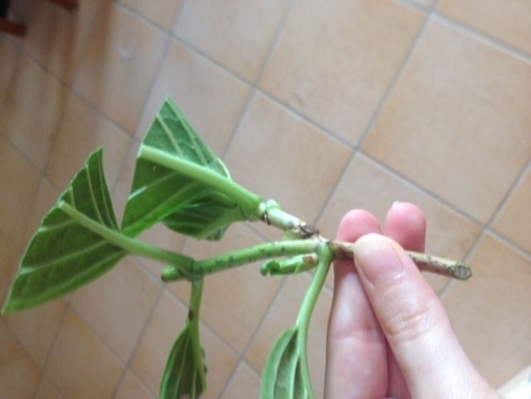 Utilizzo di talee e talee di foglie per la propagazione delle vostre ...