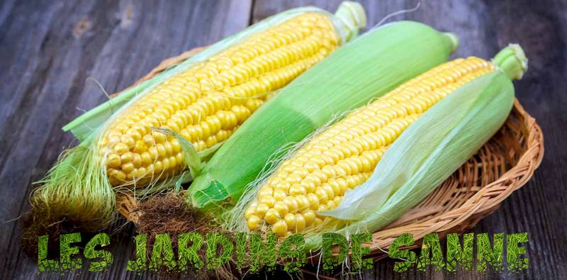 Varietà di mais dolce - Le migliori coltivazioni di mais dolce da ...