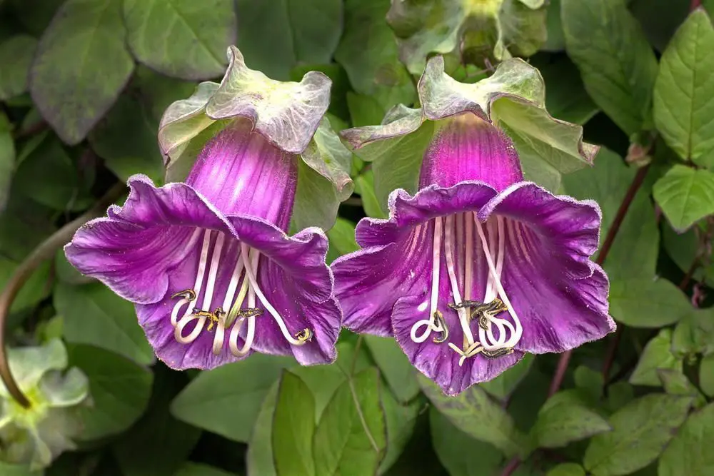 Cura della pianta Cobaea scandens, Cobea o Purple Ivy - Il Giardino ...