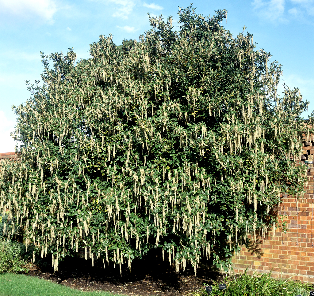 A la rencontre de la Garrya elliptica des inflorescences suspendues ...