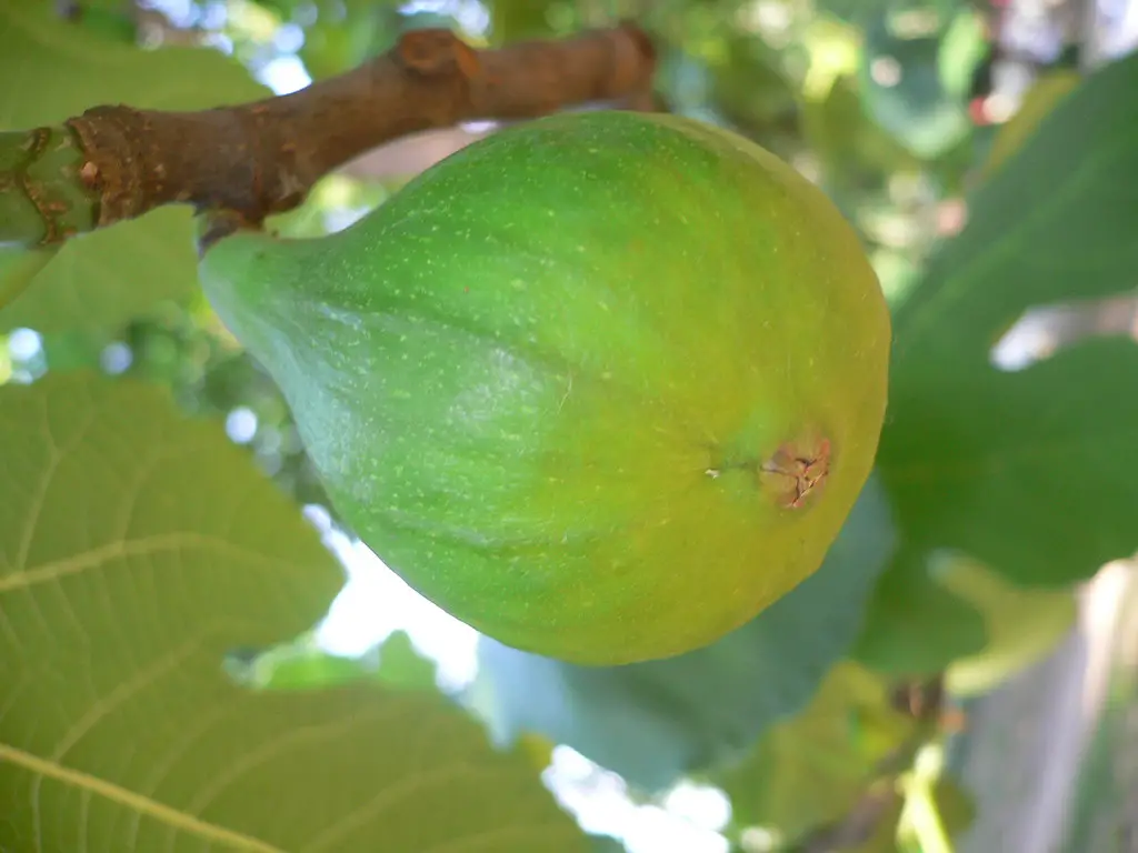 Albero di fico (Fig) - Il Giardino Commestible