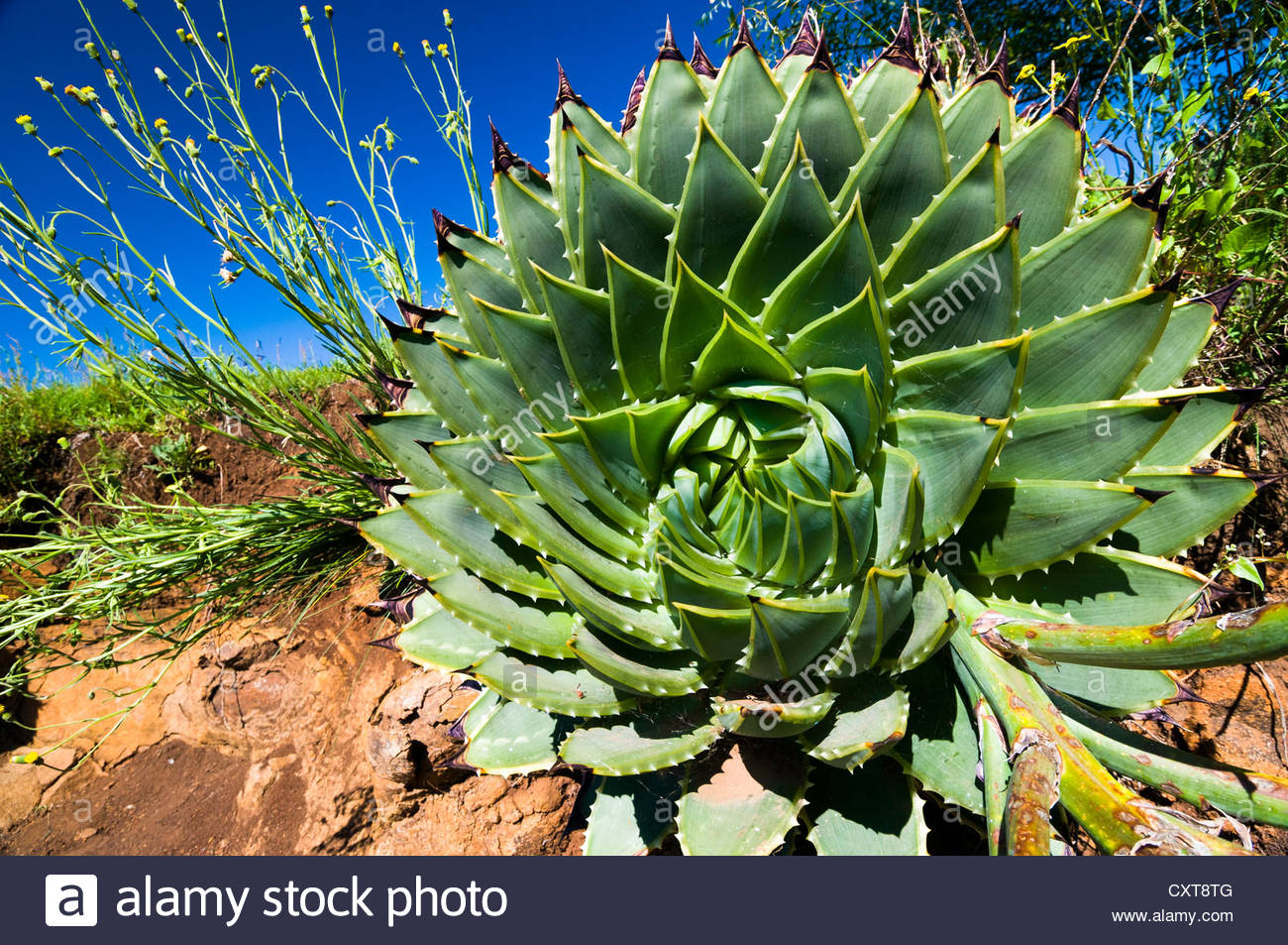 Aloe polyphylla Espiral de aloe de Lesotho - Il Giardino Commestible Aloe polyphylla Espiral de aloe de Lesotho - Il Giardino Commestible