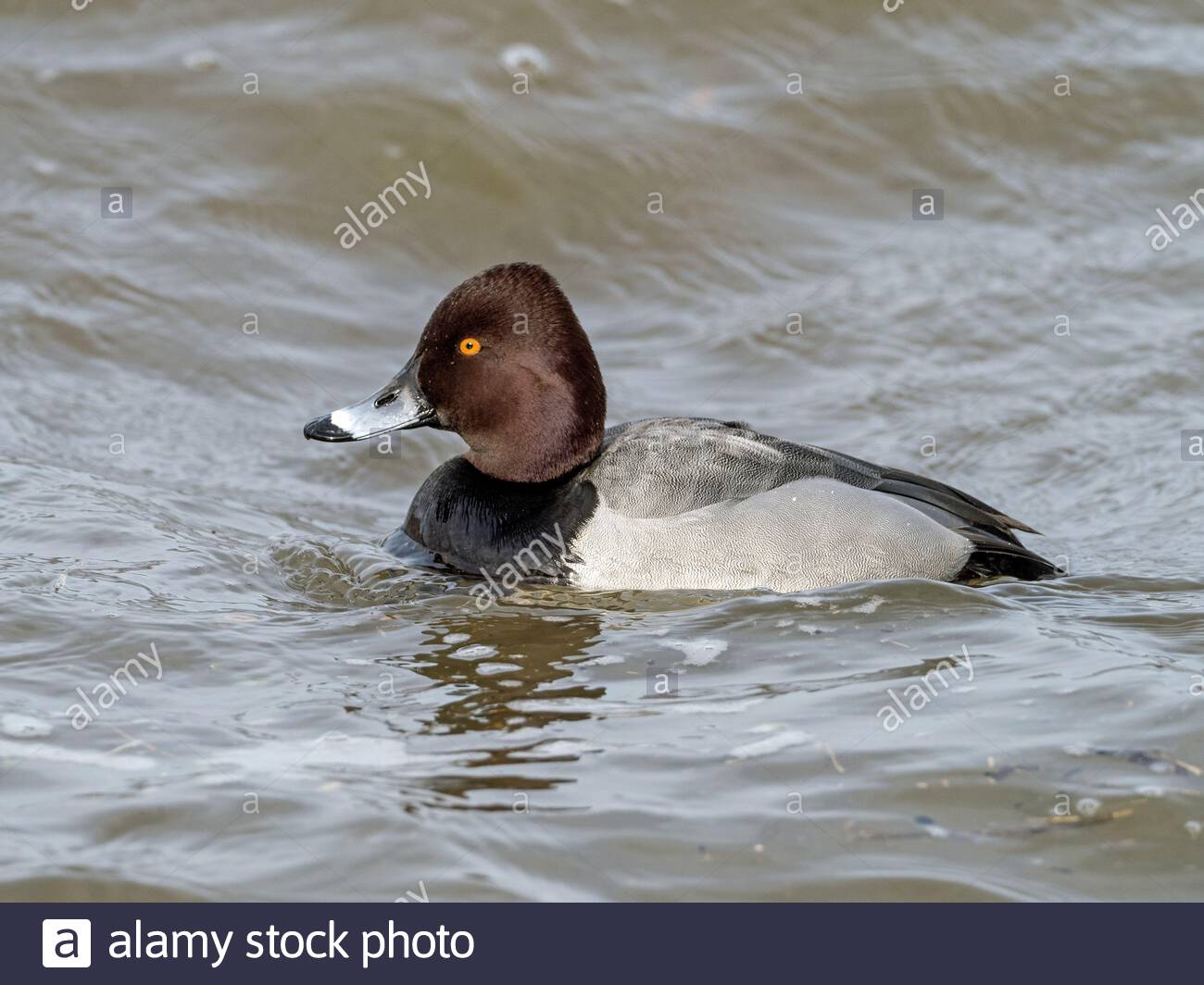 Anatra piccola, anatra comune, Lemna minor - Il Giardino Commestible