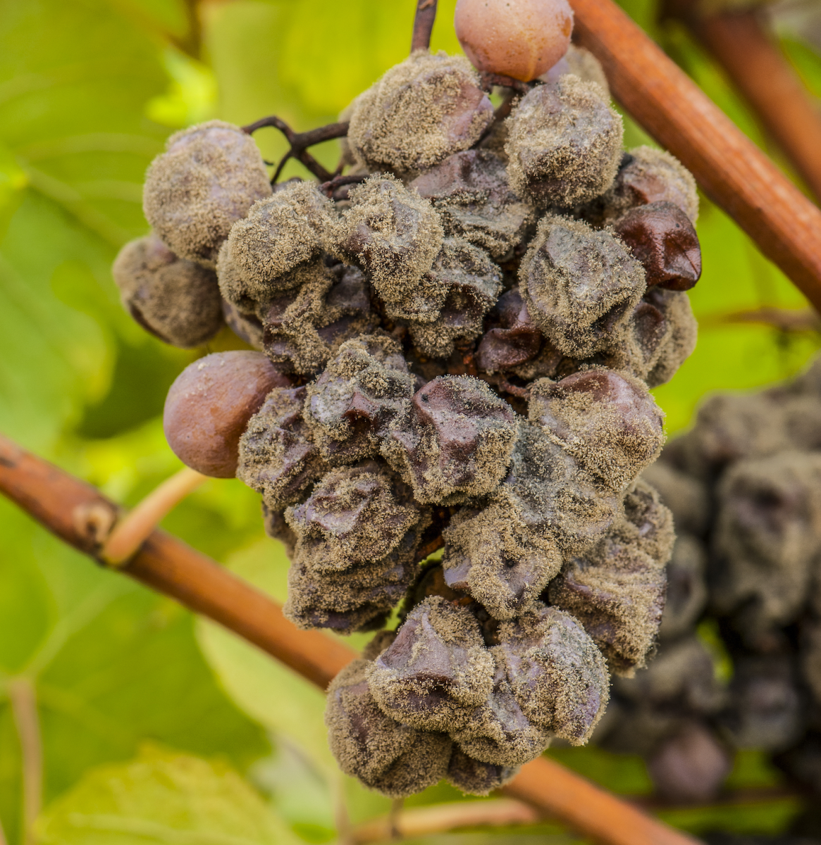 Botrytis - Il Giardino Commestible