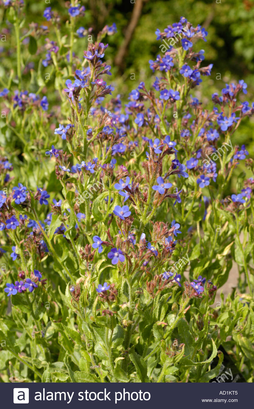 Bugloss italia, Bugloss azurea - Il Giardino Commestible