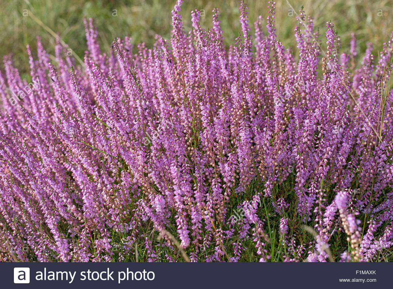 Calluna vulgaris Erica, erica comune - Il Giardino Commestible