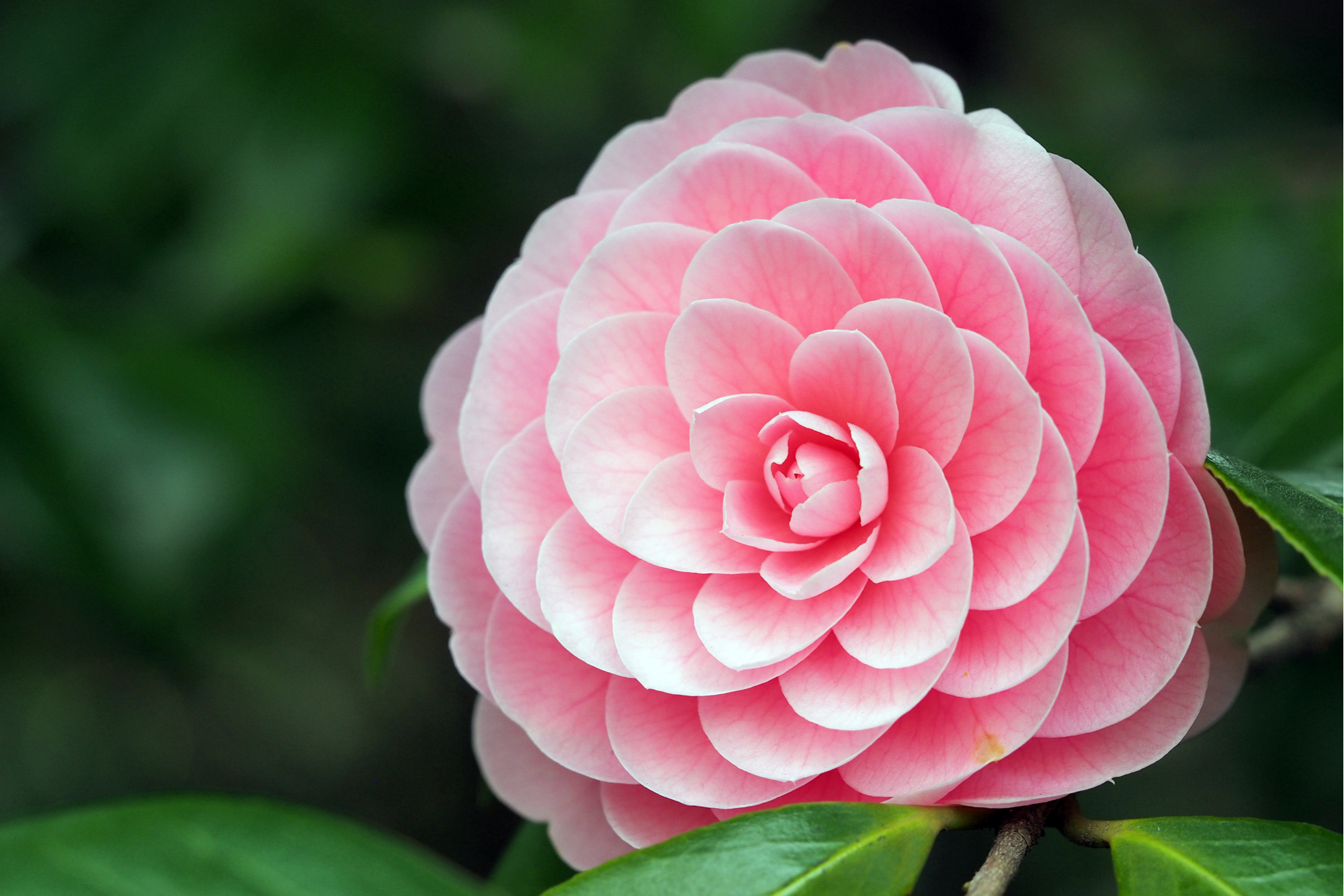 Camelia Camelia - Il Giardino Commestible