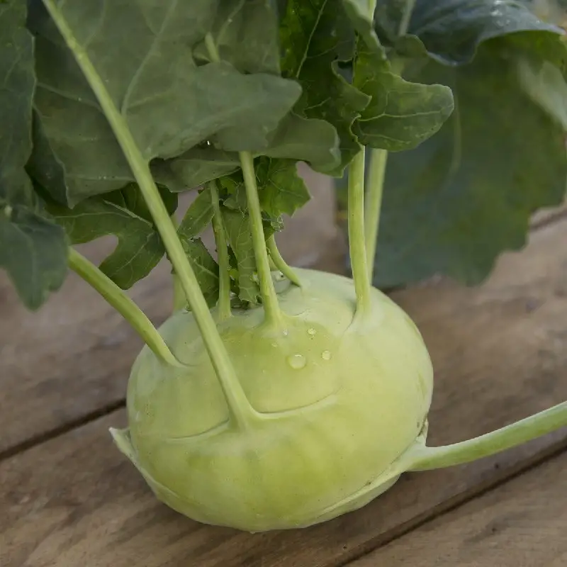 Cavolo rapa, cavolo rapa, cavolo rapa, cavolo rapa, cavolo rapa - Il ...