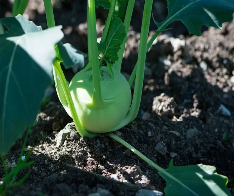 Coltivazione del cavolo rapa: la guida completa alla semina, alla ...