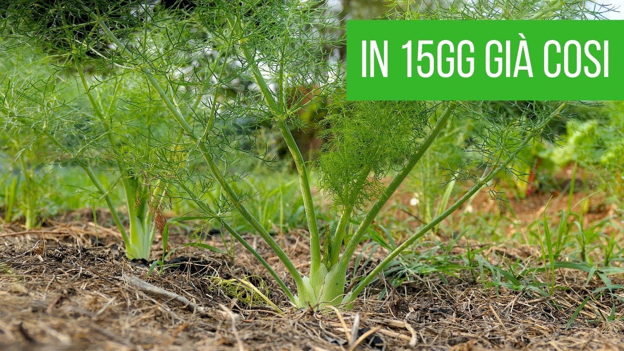 Coltivazione del finocchio: la guida completa alla coltivazione, alla ...