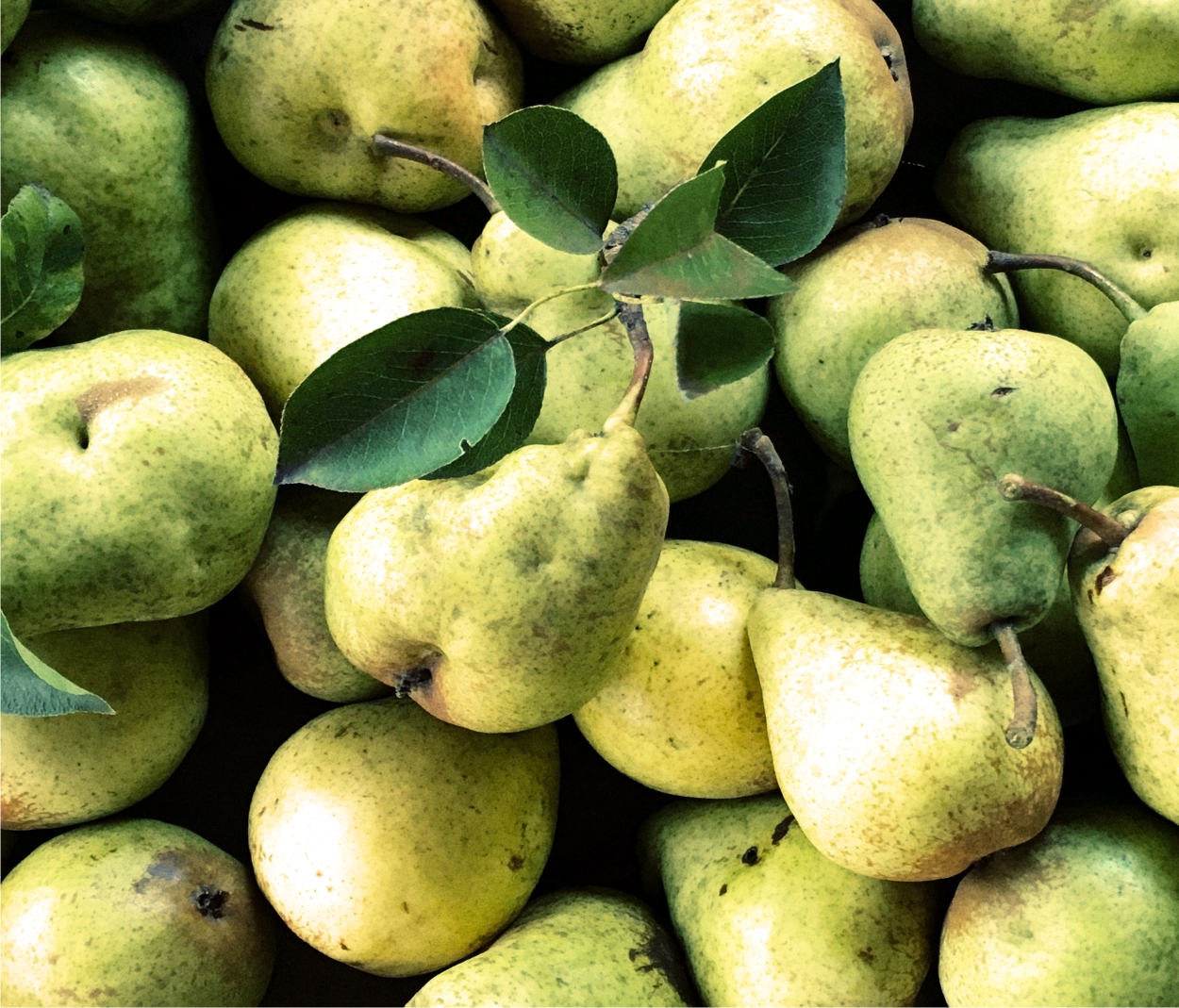 Coltivazione delle pere: la guida completa per piantare, curare e ...