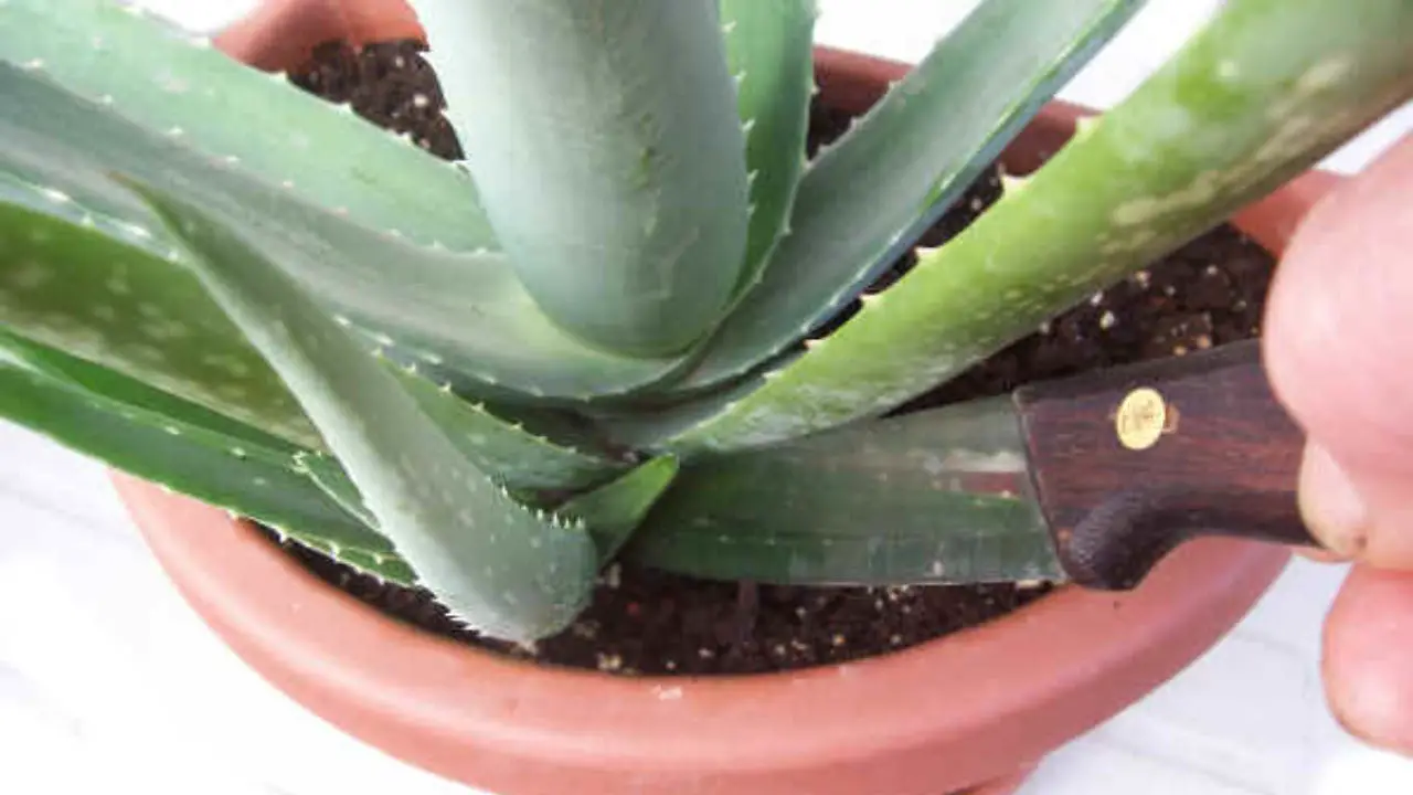 Come coltivare l'aloe vera in vaso a casa - Il Giardino Commestible