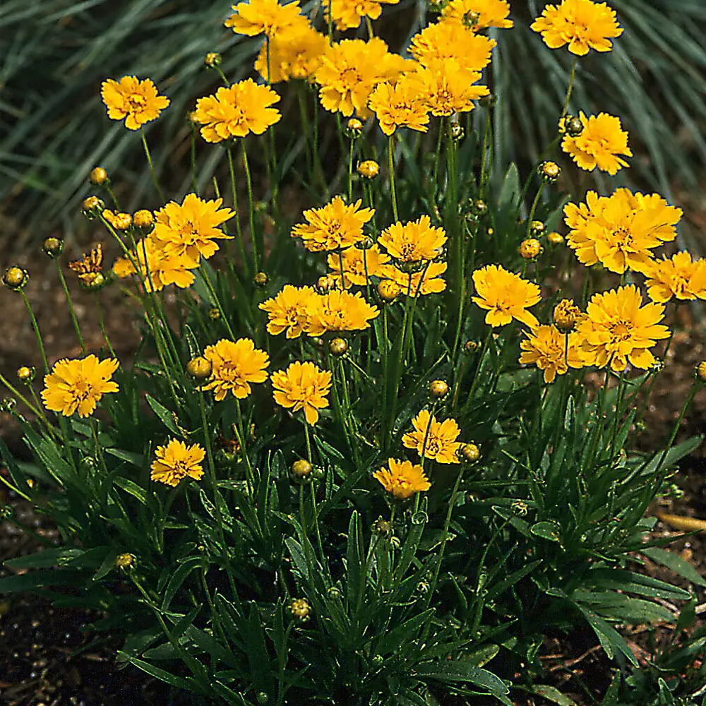 Coreopsis - Il Giardino Commestible