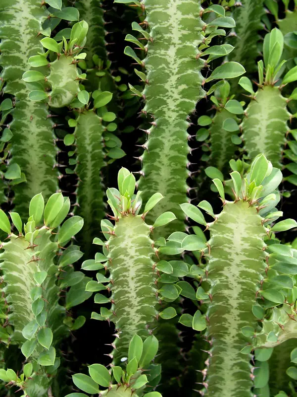 Cura della pianta Euphorbia royleana o Euforbia de Royle - Il Giardino ...