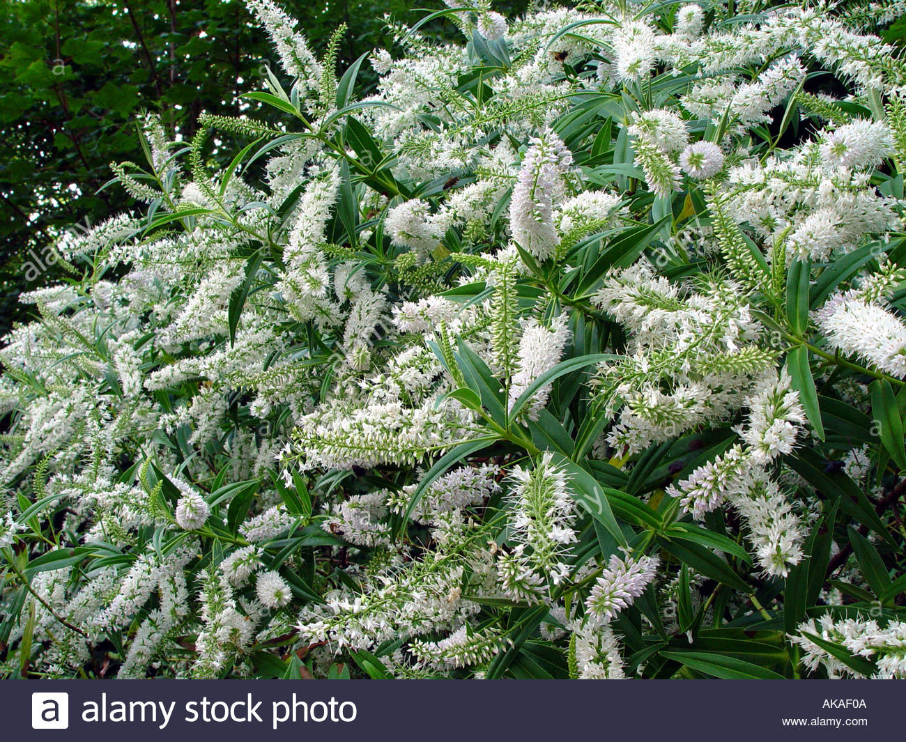 Cura della pianta Hebe salicifolia o Koromiko - Il Giardino Commestible
