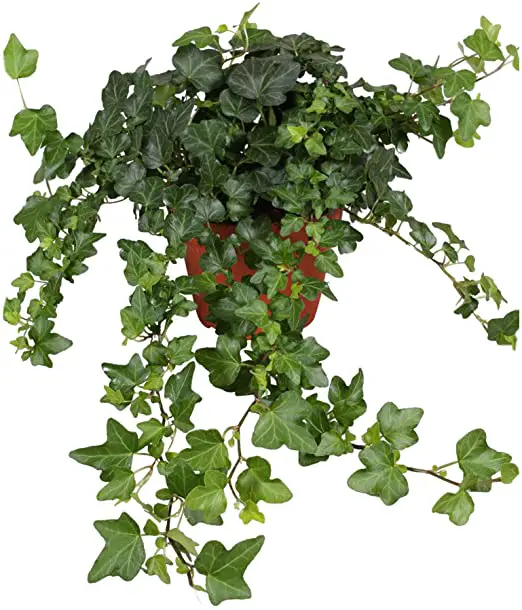 Cura della pianta Hedera elica, edera comune o edera - Il Giardino ...