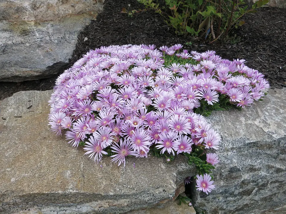 Cura della pianta Lampranthus amoenus o Lampranto - Il Giardino Commestible