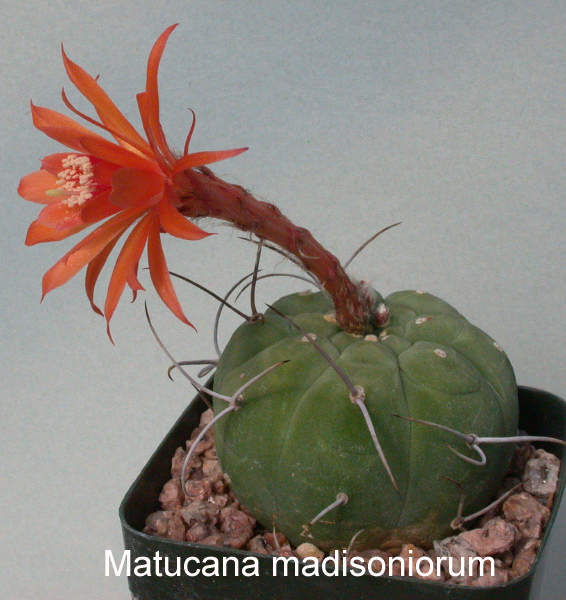 Cura della pianta Matucana madisoniorum o Borzicactus madisoniorum - Il ...
