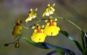Cura della pianta Oncidio, Oncidio o Dancing Lady - Il Giardino Commestible