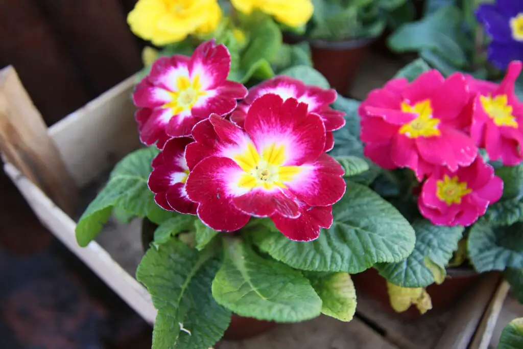 Cura della pianta Primula acaulis, Primula o Primavera - Il Giardino ...