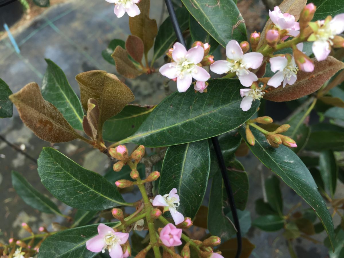 Cura della pianta Rhaphiolepis indica, Rafiolepis o Rapiolepis - Il ...