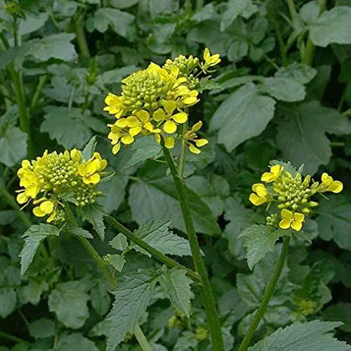 Cura della pianta Sinapis alba o senape bianca - Il Giardino Commestible