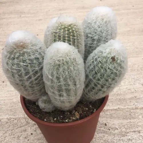 Cura delle piante Espostoa lanata o Cactus lanoso - Il Giardino Commestible Cura delle piante Espostoa lanata o Cactus lanoso - Il Giardino Commestible