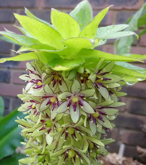 Cura di Eucomis autumnalis o fiore di ananas - Il Giardino Commestible