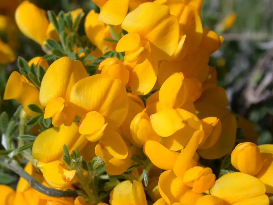 Cytisus - Il Giardino Commestible