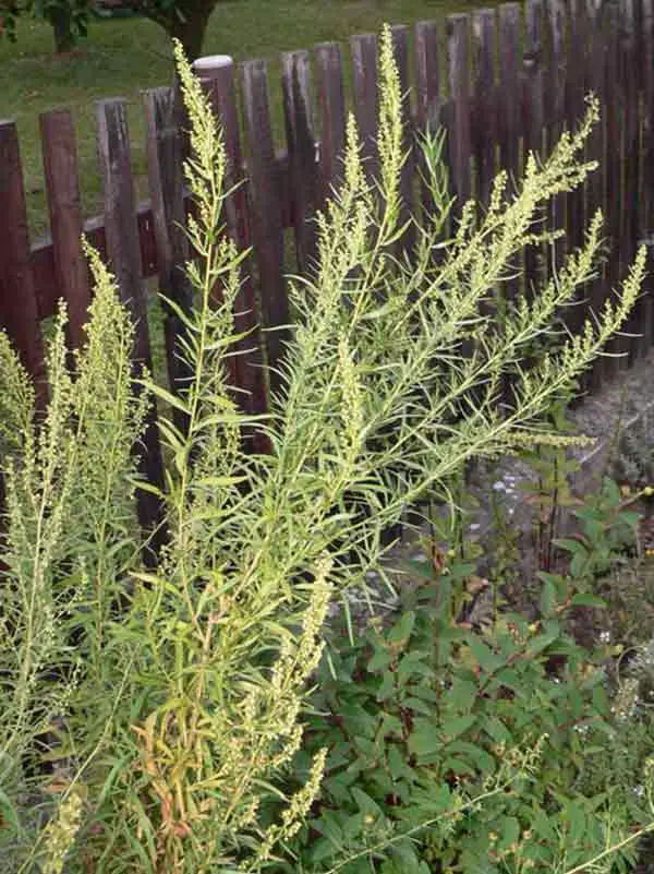 Dragoncello, erba del drago - Il Giardino Commestible