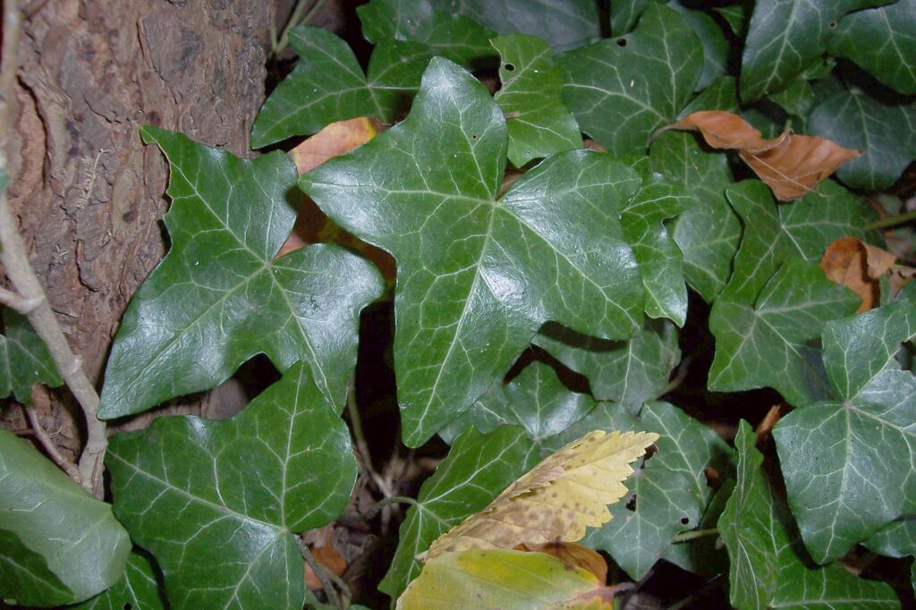 Edera comune - Il Giardino Commestible