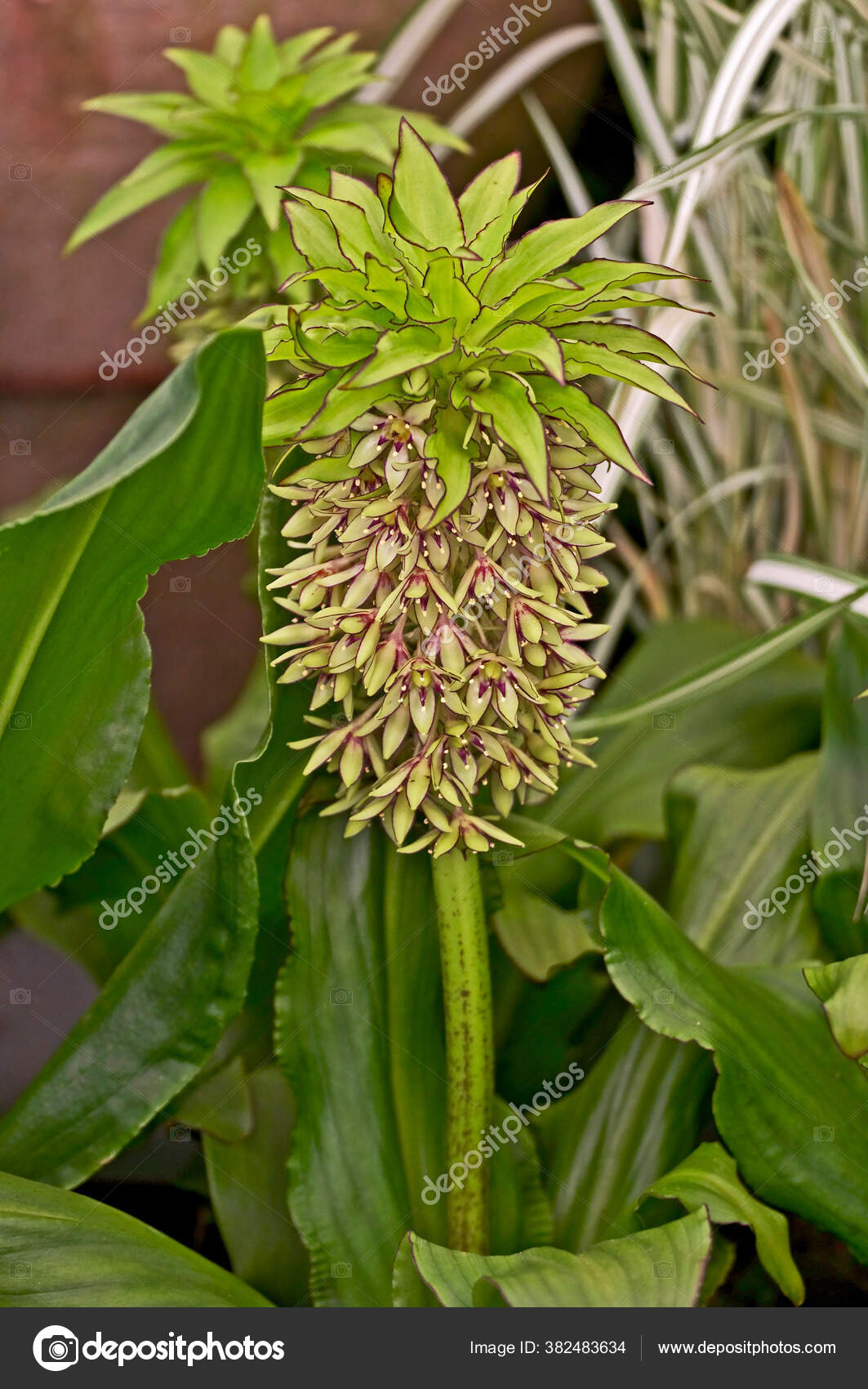 Eucomis bicolore Fiore di ananas - Il Giardino Commestible
