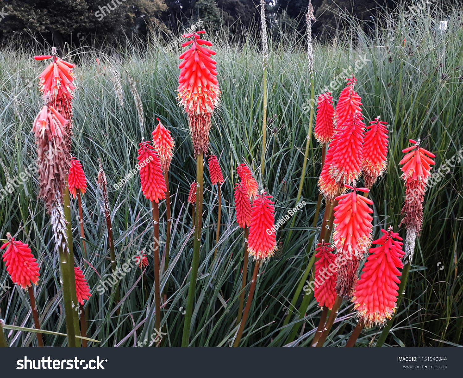 Kniphofia, Rocket Flower o Tritoma - Il Giardino Commestible