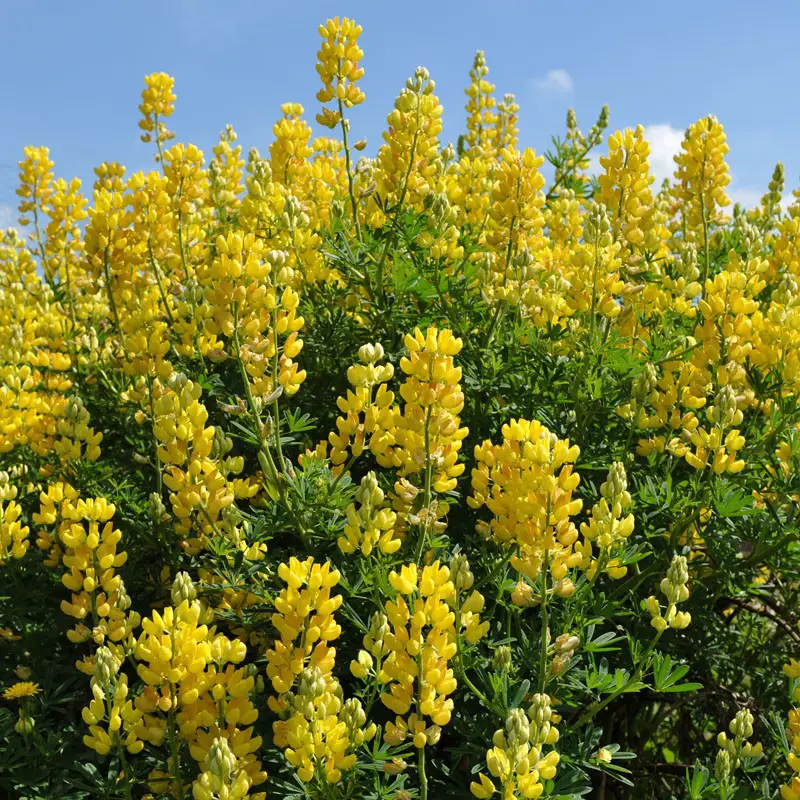 Lupinus arboreus Tree lupine, Lupinus arboreus, Tree lupine - Il ...