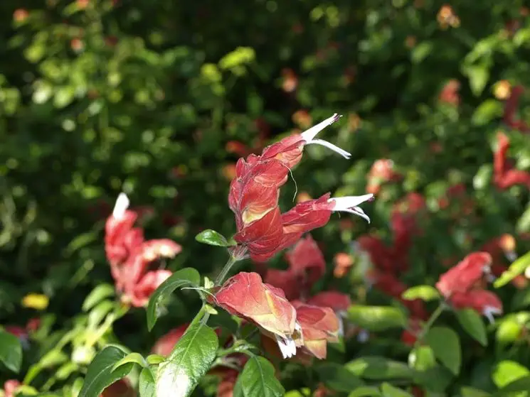 Manutenzione dell'impianto Beloperone guttata o Chuparrosa - Il ...