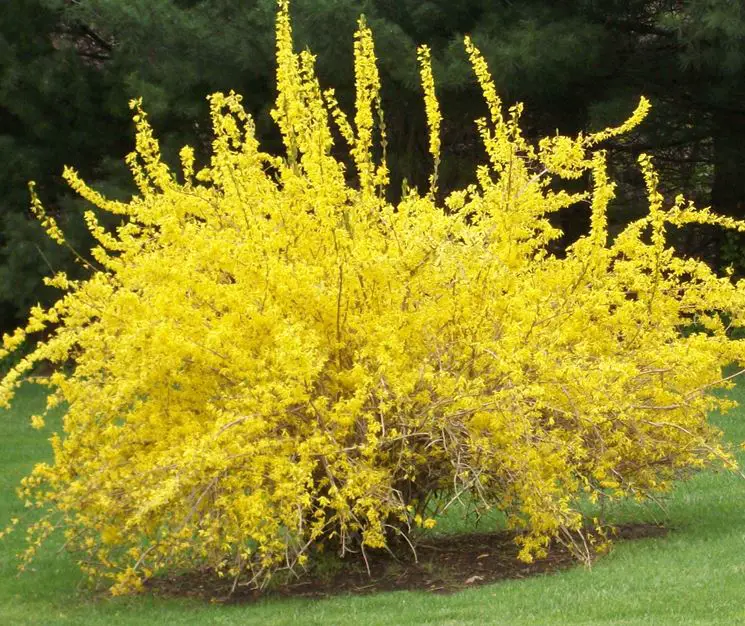 Manutenzione dell'impianto di Forsythia intermedia o Forsitia - Il ...
