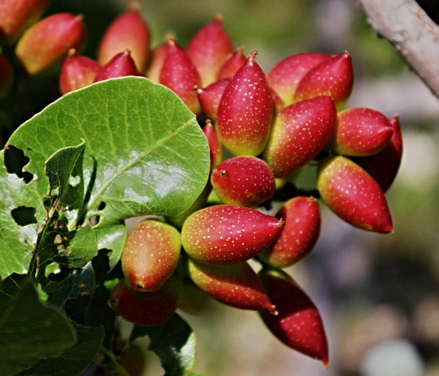 Pistacia vera Pistacchio reale - Il Giardino Commestible