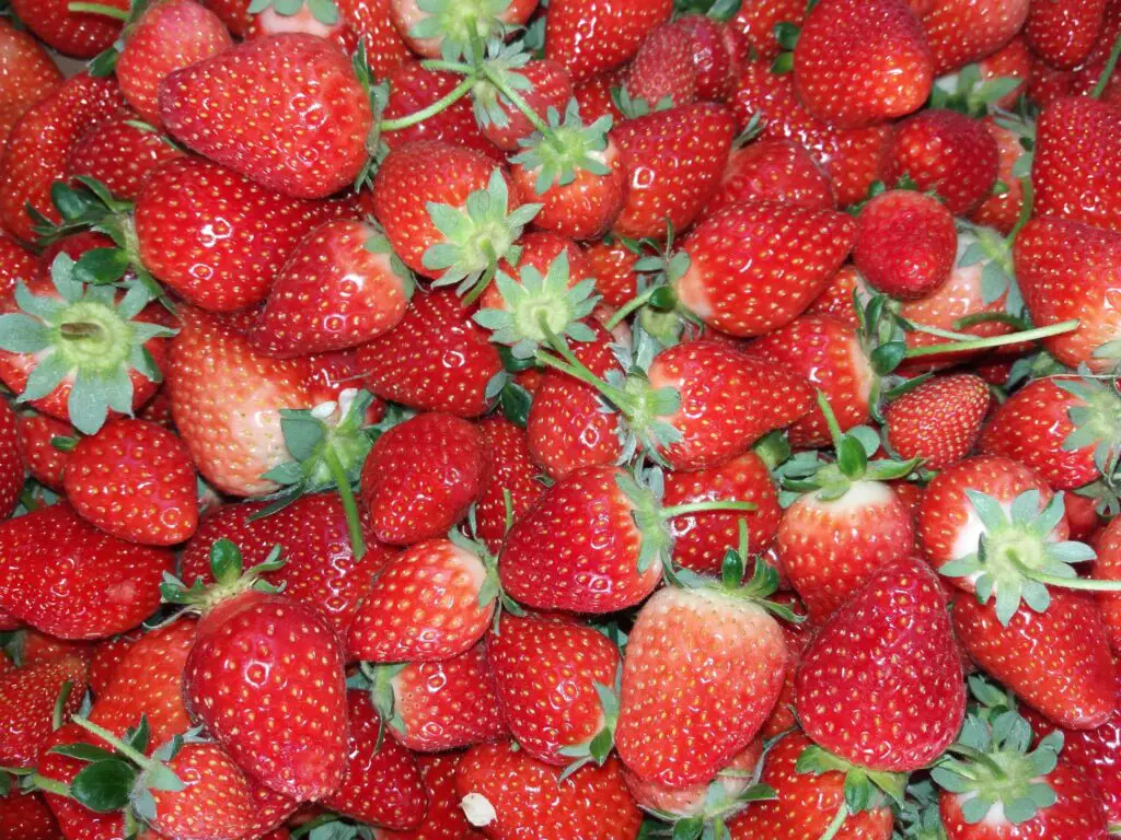 Ragioni per cui le fragole marciscono e come prevenirle - Il Giardino ... Ragioni per cui le fragole marciscono e come prevenirle - Il Giardino ...