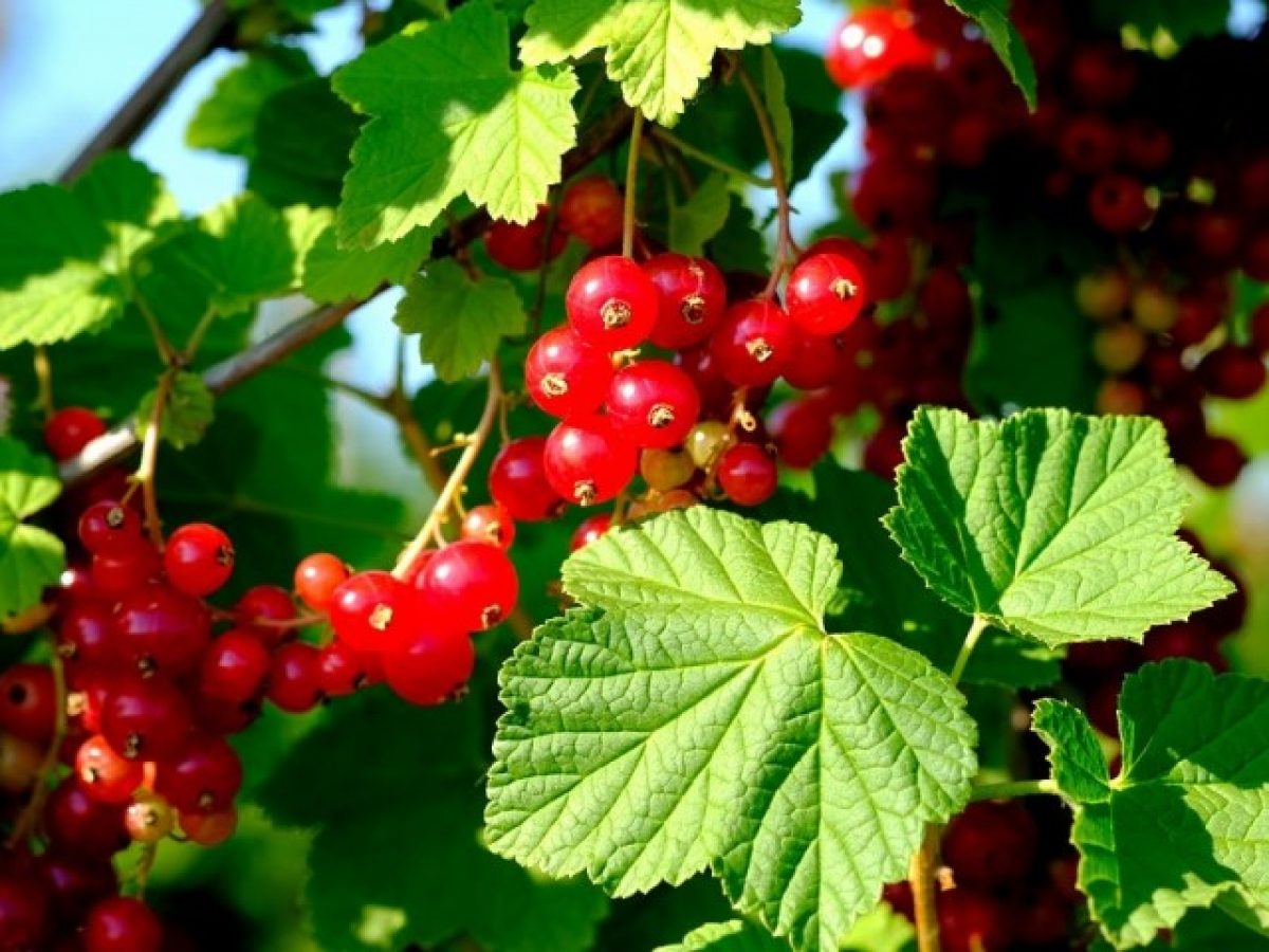 Ribes grossularia, un cespuglio i cui frutti sono solitamente ...
