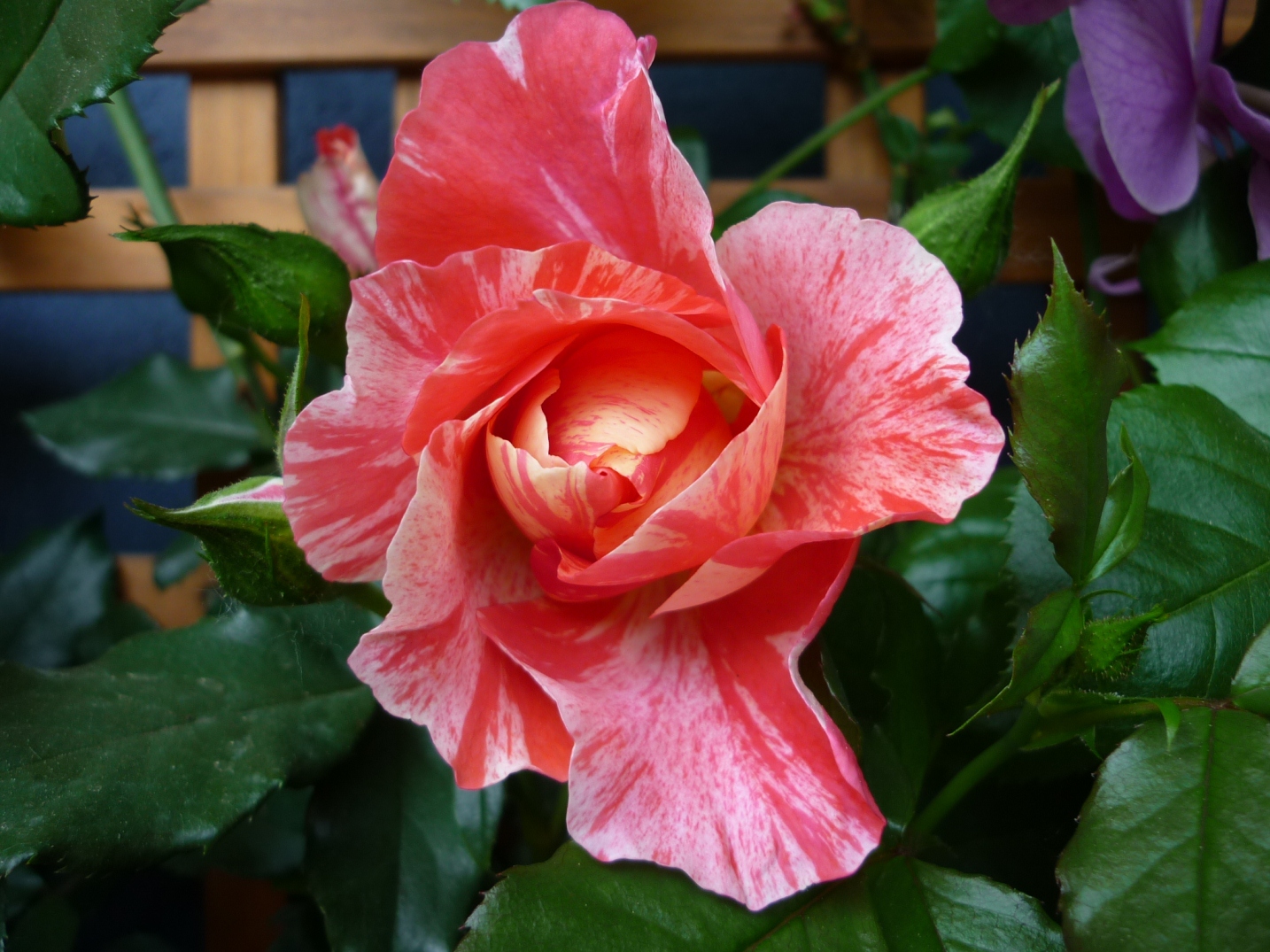 Rosa francese - Il Giardino Commestible